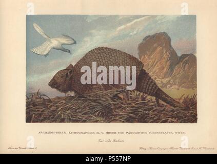 Panochthus tuberculatus, an extinct type of glyptodont, native to ...