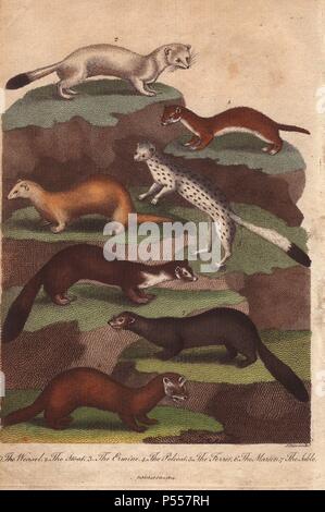 Ferret, Ermine(Stoat), Sable, Weasel, Pine Martin, Polecat, Ratel(Honey ...