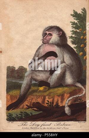 Hamadryas baboon, Papio hamadryas. Dog-faced baboon, Simia hamadryas ...