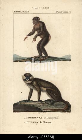 Moustached guenon or moustached monkey, Cercopithecus cephus. Moustac ...