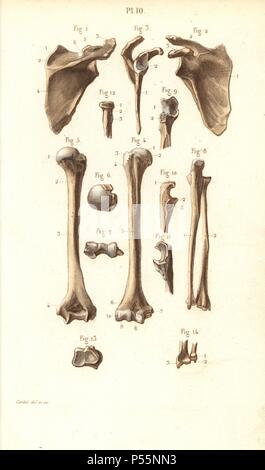 Scapula or shoulder blade bones in color with body 3D rendering ...