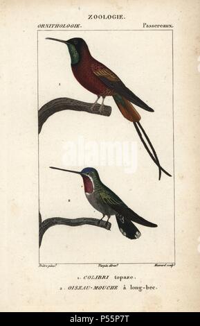 Crimson topaz hummingbird, Topaza pella (Topaz-throated hummingbird ...