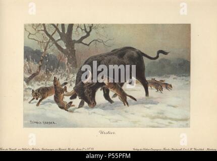 Aurochs, Bos primigenius. Extinct. (Wild ox, Bos urus.) Handcoloured ...