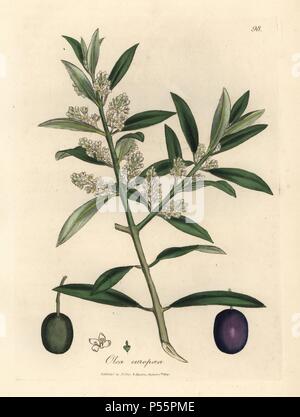 olive, European olive Olea europaea, (botany book, 1900), Olivenbaum ...