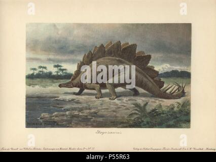 Stegosaurus armatus is a type of armored dinosaur from the Late Stock ...