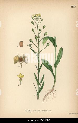 camelina, gold-of-pleasure, or false flax Camelina sativa, (botany book ...