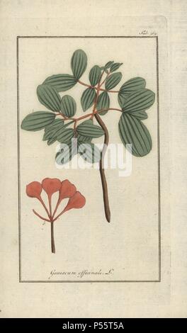 Guaiacum tree (Guaiacum officinale) resin Stock Photo - Alamy