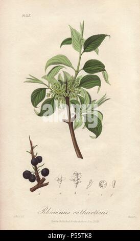 Purging buckthorn, Rhamnus cathartica. Handcoloured lithograph by ...