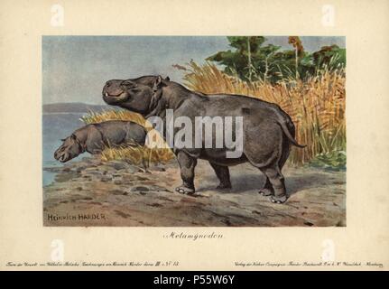 Metamynodon, extinct genus of amynodont perissodactyls Stock Photo - Alamy
