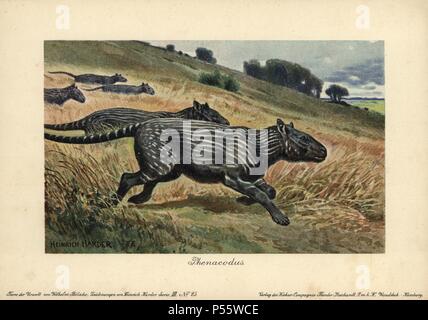 Phenacodus, illustration. This extinct prehistoric mammal is an a ...