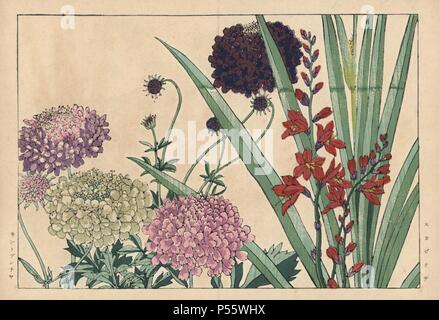 Small scabious, Scabiosa columbaria, mourning bride, Scabiosa ...