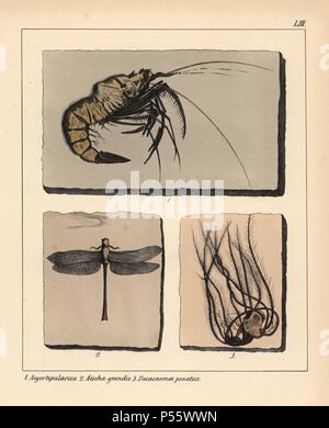 Aeger tipularius Fossil Prawn Jurassic Phylum Arthropoda Class ...