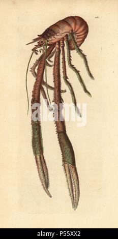 Munida rugosa – rugose squat lobster Stock Photo - Alamy