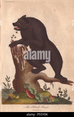 domesticated bear attacks