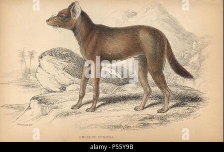 The Sumatran dhole (Cuon alpinus sumatrensis [Cyon javanicus var ...