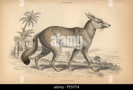 Ruppell's fox, Vulpes rueppellii Stock Photo - Alamy