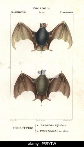Egyptian tomb bat, Taphozous perforatus, and serotine bat, Eptesicus ...