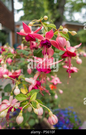 Beautiful shrub fuchsia with pink flowers Stock Photo - Alamy