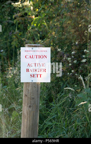 A Dorset badger Stock Photo - Alamy