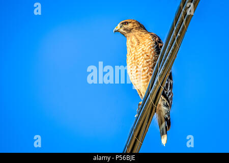 Red-shouldered Hawk Buteo lineatus adult mantling young in nest Stock ...