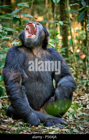 Chimpanzee (Pan troglodytes) adult yawning, La Vallee Des Singes ...