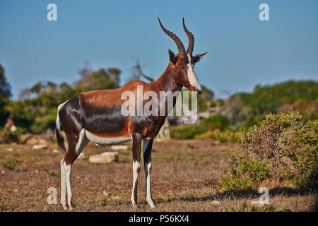 Bontebok (Damaliscus pygargus), adult standing on the ground, Western ...