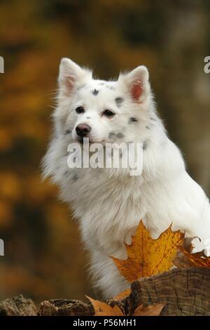 sitting Standard German Spitz Stock Photo - Alamy