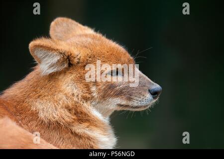 An adult Dhole or Indian wild dog (Cuon alpinus) at Tadoba Andhari ...