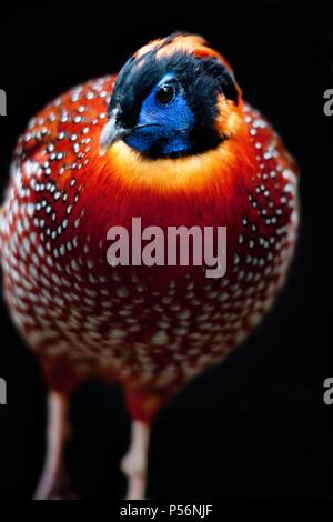 Temminck's Tragopan (Tragopan temminckii Stock Photo - Alamy