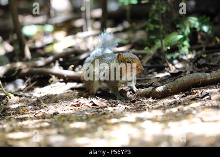 Asian red-cheeked Squirrel (Dremomys rufigenis) in Da lat, Vietnam ...