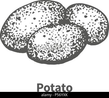 Potato illustration, drawing, engraving, line art, vegetable, vector ...