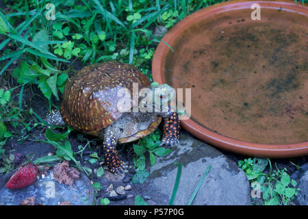 Male Western Ornate Box Turtle (Terrapene ornata Stock Photo - Alamy