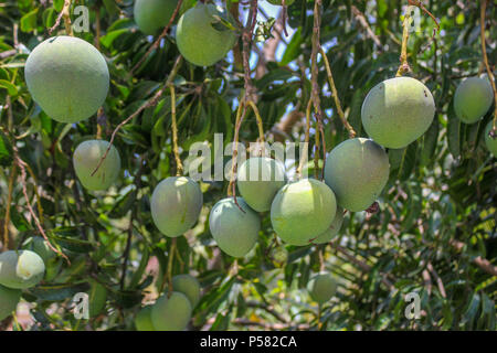 Mango tree / raw green mangoes hanging on tree with leaf background in ...