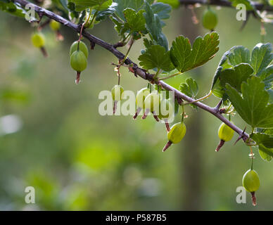 Grows ripe gooseberries on a branch Stock Photo - Alamy