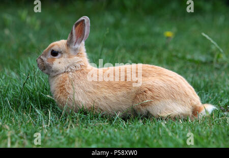 Baby rabbit eating grass on a farm Stock Photo - Alamy