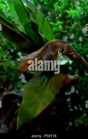 chameleon in Hoar farm Stock Photo - Alamy