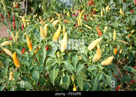 Very frash and hot red and yellow paprika in the garden Stock Photo - Alamy