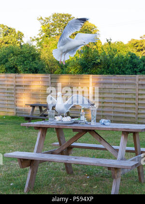 Seagulls scavenging for food Stock Photo - Alamy