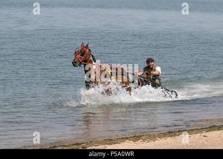 Traditional old romany horse & sulky cart, trotting horses, traveler ...