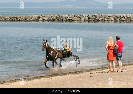 Traditional old romany horse & sulky cart, trotting horses, traveler ...