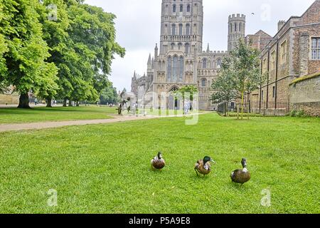 Ducks outside Ely Cathedral Stock Photo - Alamy