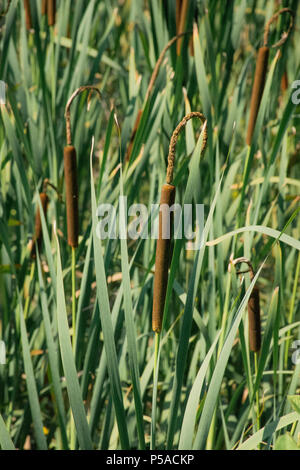 Water plants corn dog grass beside the river. Typha latifolia is also ...