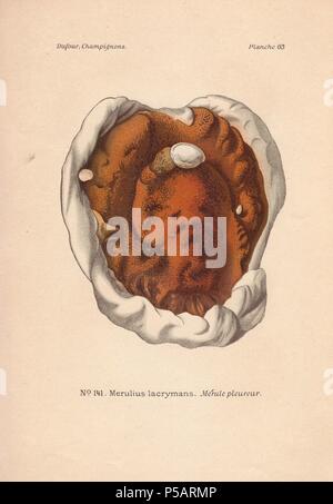 Dry rot fungus Merulius lacrymans Stock Photo - Alamy