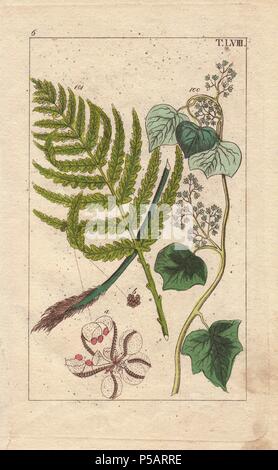 Canadian moonseed (Menispermum canadense Stock Photo - Alamy