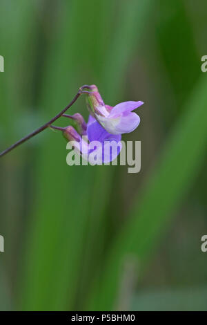 marsh pea (Lathyrus palustris Stock Photo - Alamy
