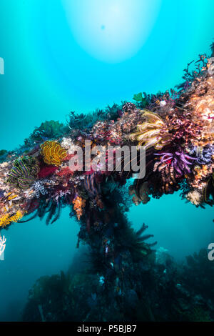 Artificial fish reef covered with a lot of colorful soft corals. Owase ...