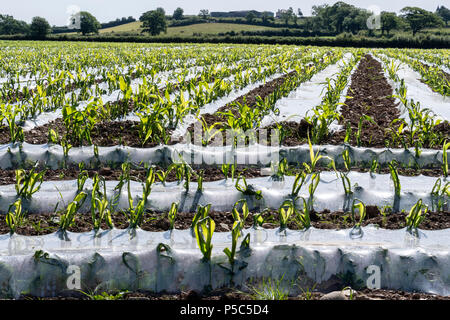 Crops being grown under 'plastic' sheets in a farmers field near ...