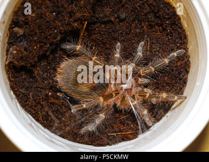 close-up photo of a juvenile tarantula Stock Photo - Alamy