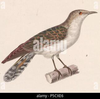 Shining Bronze Cuckoo - Chrysococcyx lucidus - family Cuculidae ...