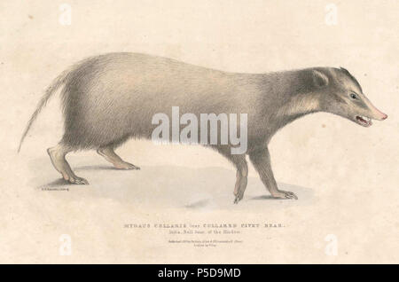 Arctonyx collaris Hardwicke Stock Photo - Alamy